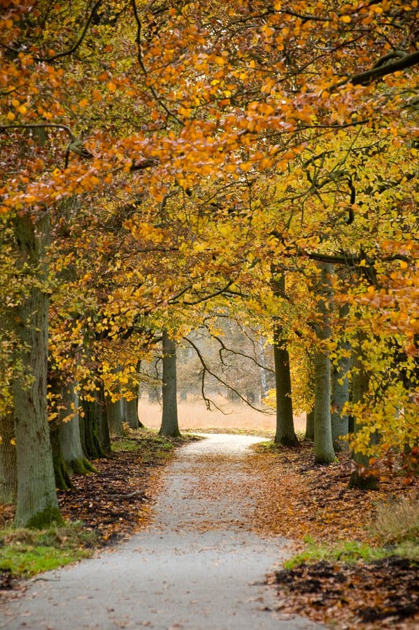 Dutch forest in autumn stock image. Image of beautiful - 7506397