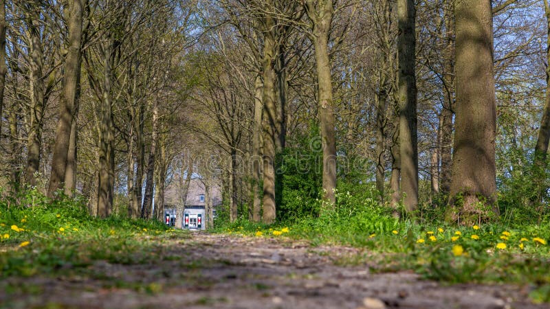Dutch Forest Landscape with House Stock Image - Image of home, small ...