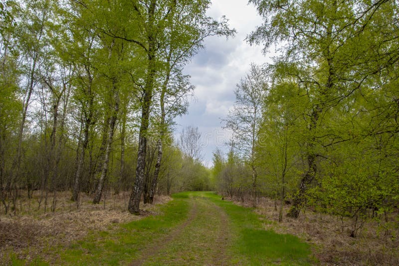 Dutch Forest Landscape, Spring Forest Trees and Narrow Path Lit by Soft ...