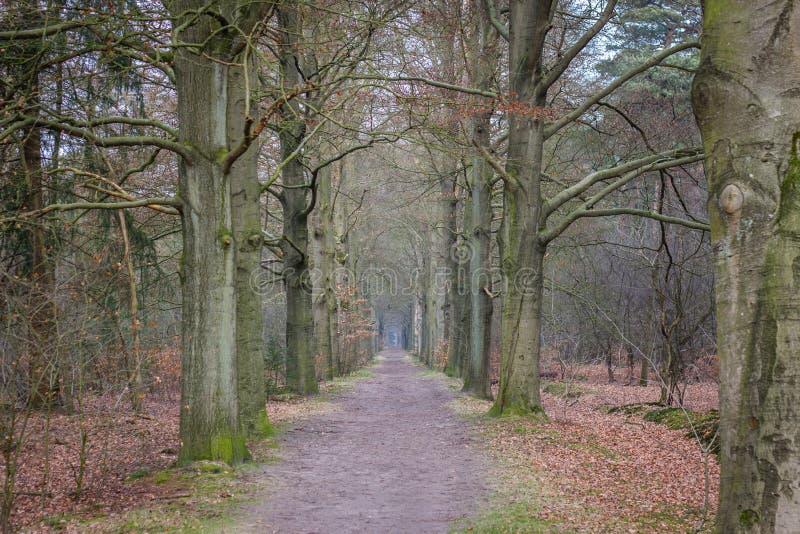 Dutch Forest stock image. Image of serene, utrecht, peaceful - 55955253