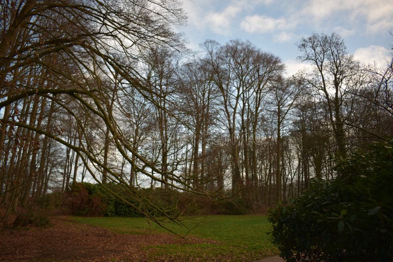 Dutch forest in the winter stock image. Image of field - 135653853