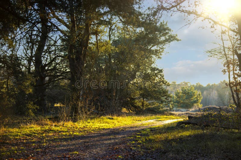 Dutch Forest Winter Landscape. Row of Pine Forest Trees in the Dense ...