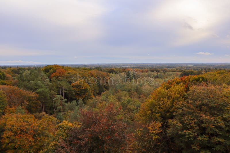 Forrest Road Path Sun Going Down Panoramic Scenic View of Dutch Forrest ...