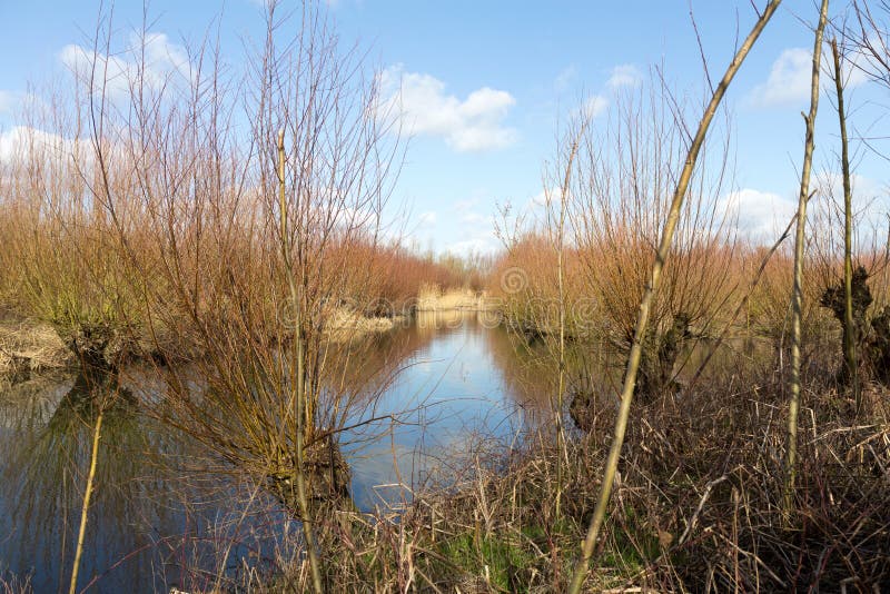 Dutch forrest. stock image. Image of small, forrest, color - 63601025