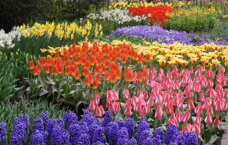 Dutch garden in spring stock photo. Image of freshness - 6412090
