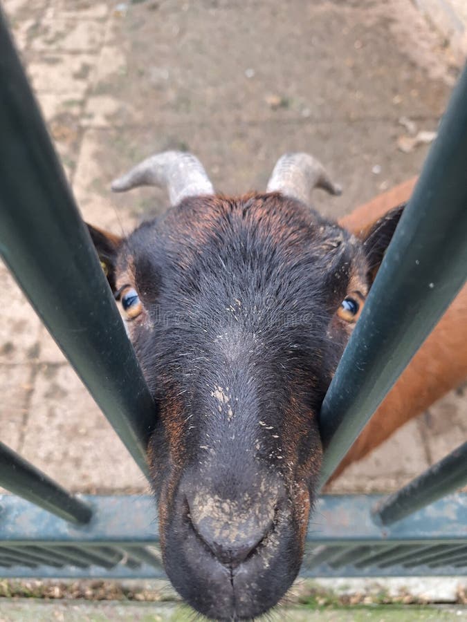 Dutch Goat Face between Bars Stock Photo - Image of face, dutch: 345584384