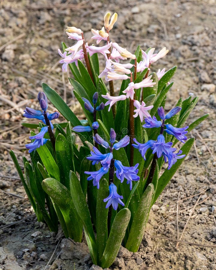 Dutch Hyacinth in Garden. it is Also Known As the Common Hyacinth ...