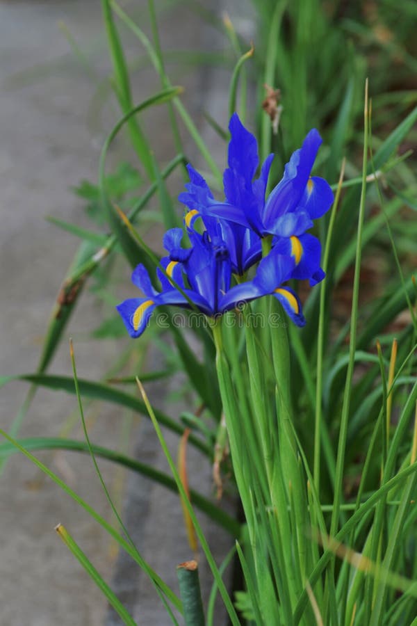 Dutch Iris blue stock image. Image of flower, coloring - 114368787