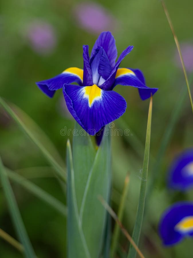 Dutch Iris or Iris Hollandica Stock Image - Image of blue, meadow ...