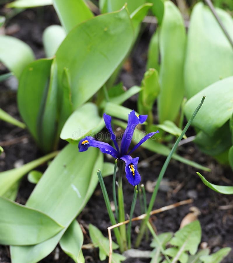 Dutch Iris stock image. Image of purple, garden, flora - 52349023