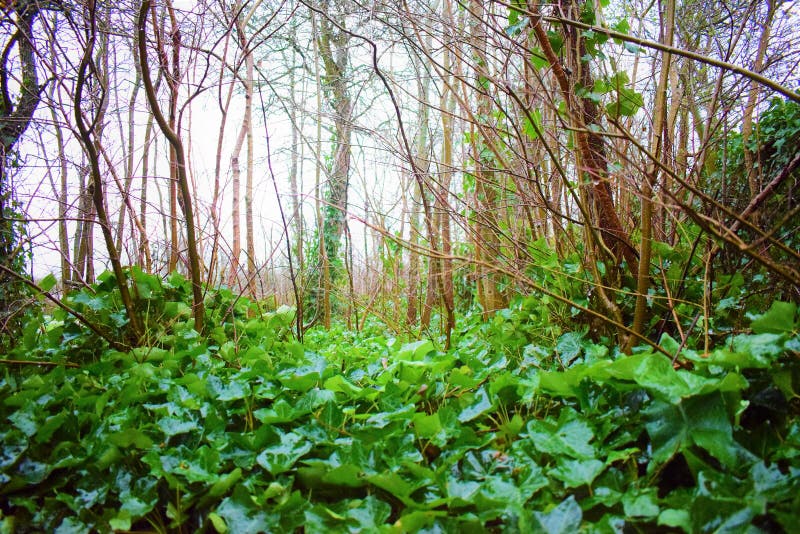 Dutch Jungle in the rain stock photo. Image of garden - 141481276