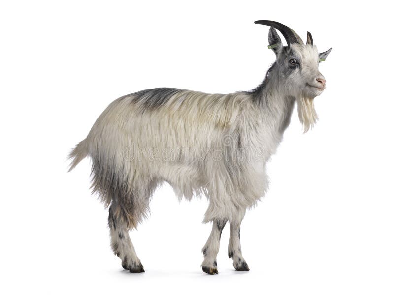 Finnish Landrace Goat