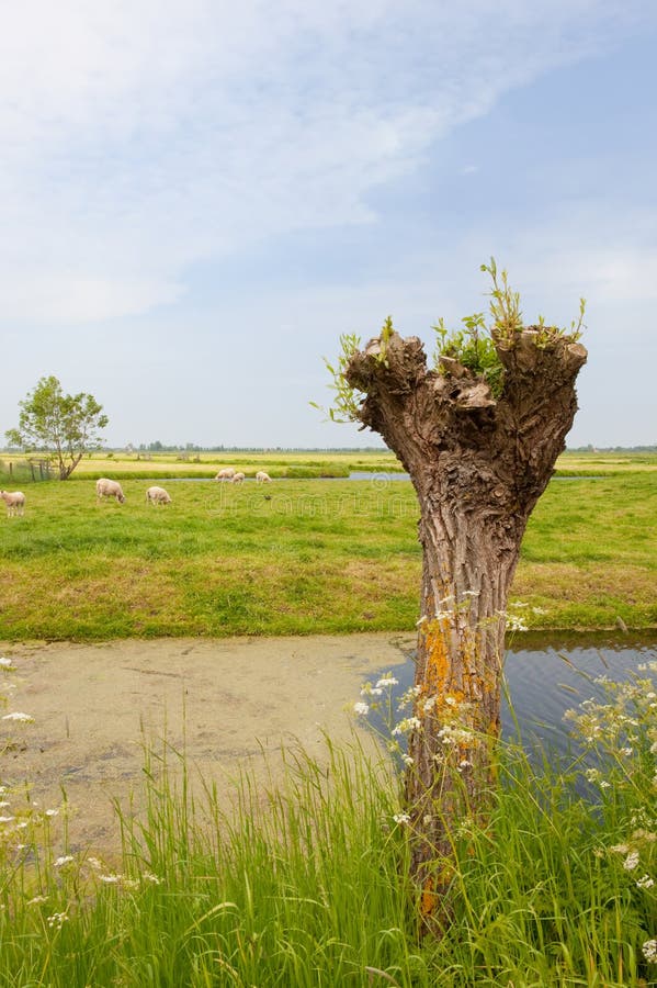Dutch knotted willow stock image. Image of nature, holland - 13904457