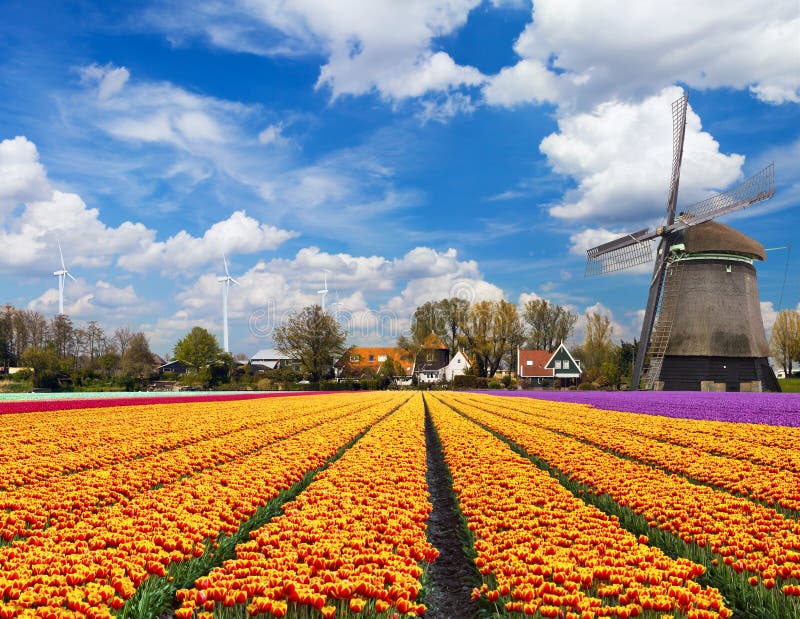 Dutch landscape stock photo. Image of typical, exterior - 28597630