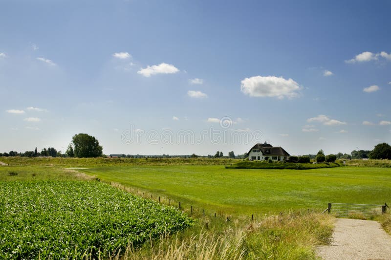 Dutch Rural Scene With Farmhouse And Goats Stock Photo - Image of ...