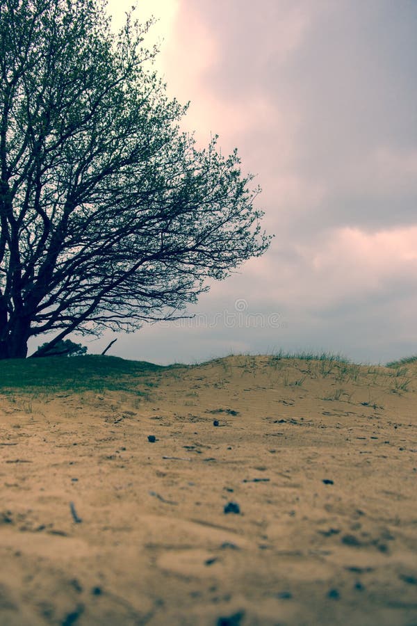 Dutch landscape stock image. Image of desolate, outdoor - 34722995