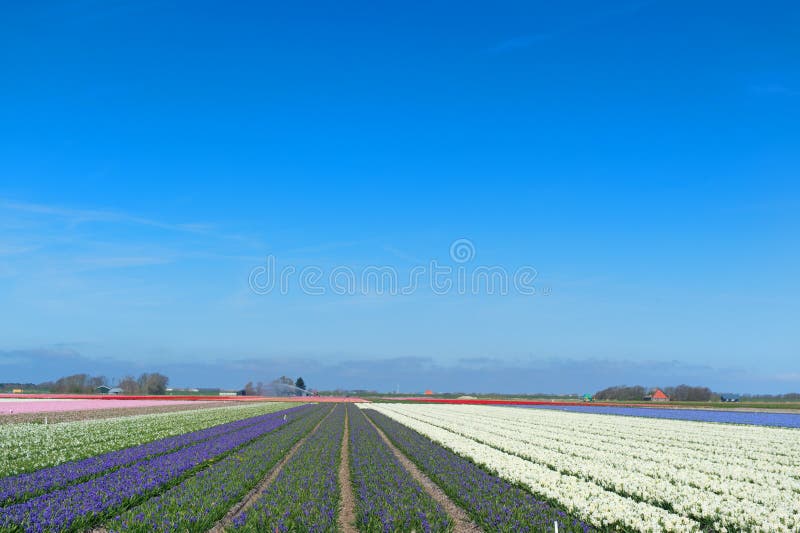 Dutch Landscape with Flower Bulbs Stock Image - Image of north ...