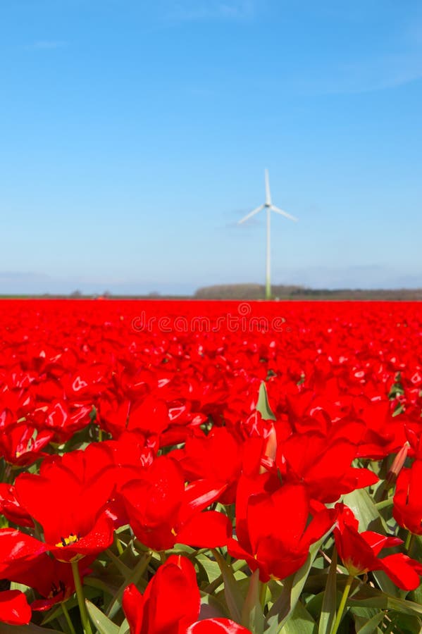 Dutch Landscape with Red Tulips Stock Image - Image of blooming, spring ...