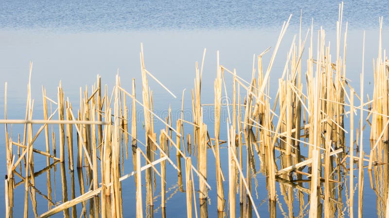 Dutch Landscape with Reed Growing in the Water Stock Image - Image of ...