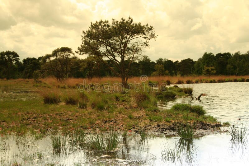 Dutch Landscape Trees and Clouds Stock Photo - Image of clouds, flora ...