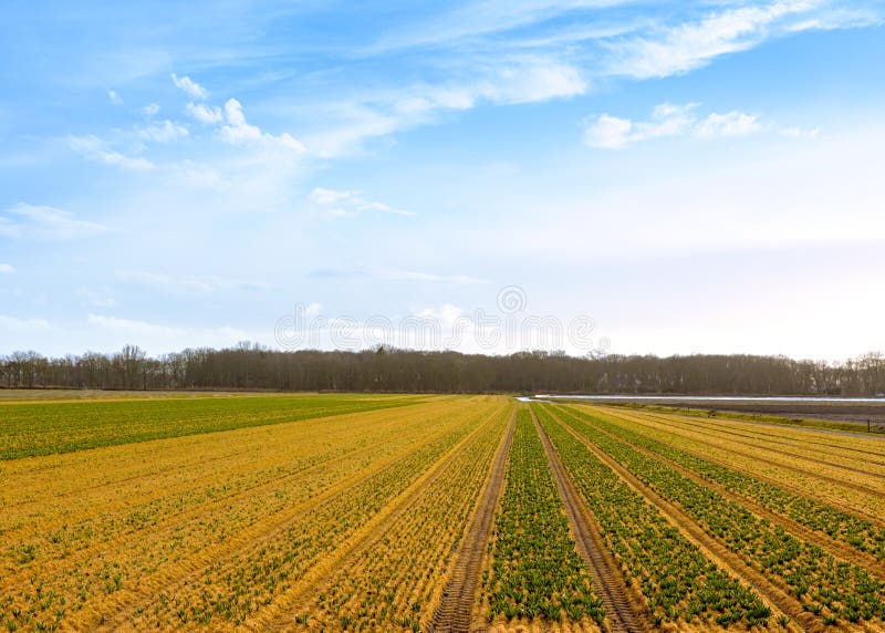 Dutch Landscape of Tulip Flower Fields in the Netherlands Stock Photo ...