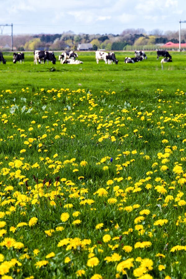 Dutch Meadow Panoramic Landscape with Traditional Water Canals ...