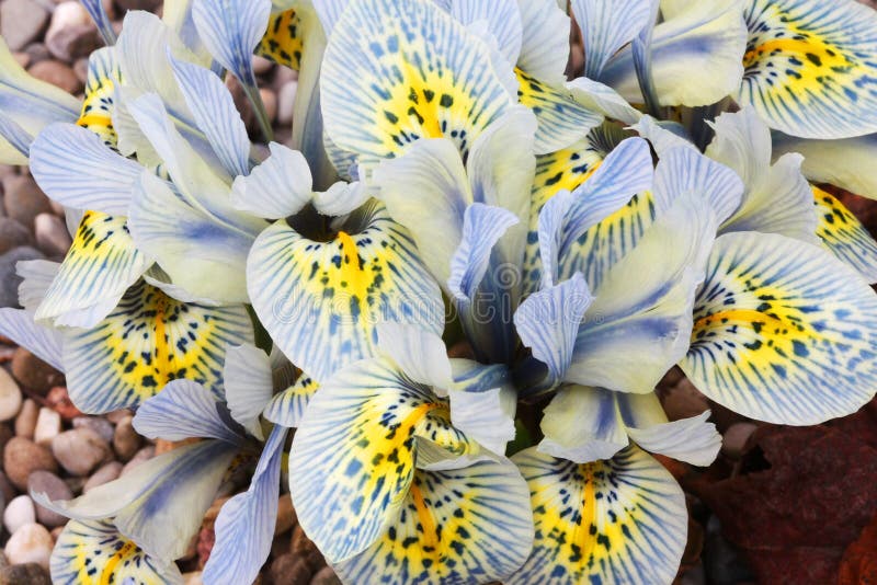 Dutch Miniature Iris (Iris Reticulata) Stock Photo - Image of floral ...