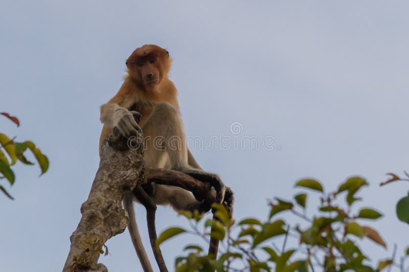 Dutch Monkey Sits on Top of the Tree Kumai, Indonesia Stock Photo ...