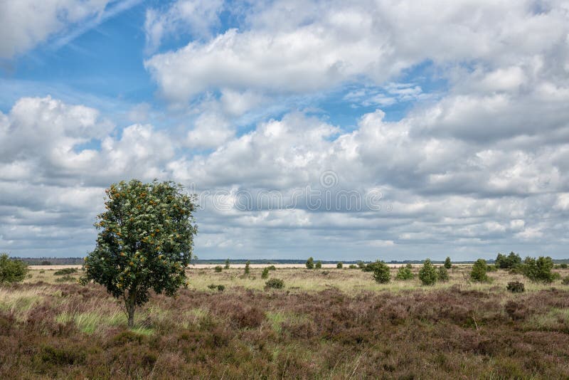 Dutch National Park with Heath, One Tree and Cloudy Sky Stock Photo ...