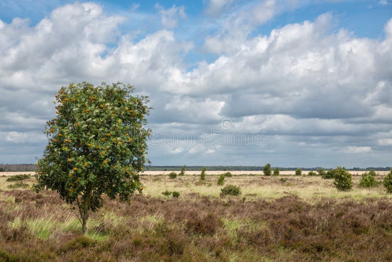 Dutch National Park with Heath, One Tree and Cloudy Sky Stock Photo ...