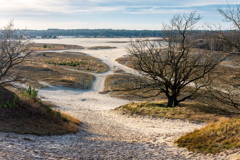 Dutch National Park Loonse En Drunense Duinen, View of Heather Fields ...