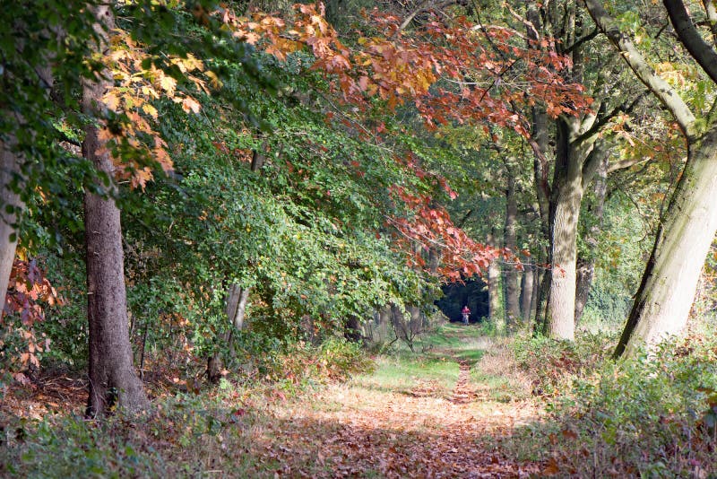 Dutch Natural Landscape in the Autumn Stock Photo - Image of lane ...
