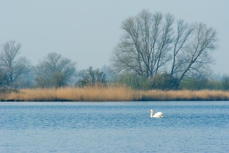 Dutch nature in Biesbosch stock image. Image of environment - 24350937