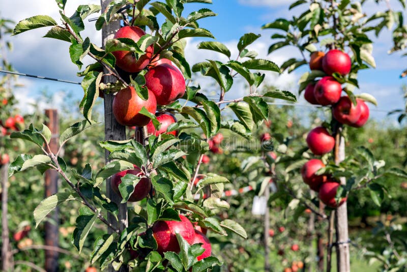 Dutch Orchard with Maturing Apples Stock Photo - Image of apple ...