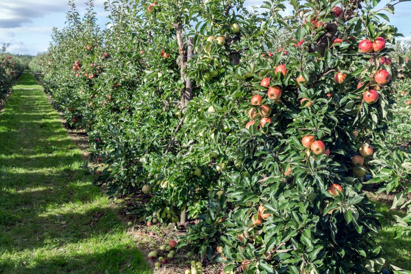 Dutch Orchard with Maturing Apples Stock Image - Image of farm, fruit ...