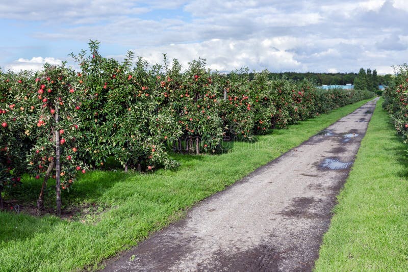 Dutch Orchard with Maturing Apples Stock Photo - Image of horticulture ...
