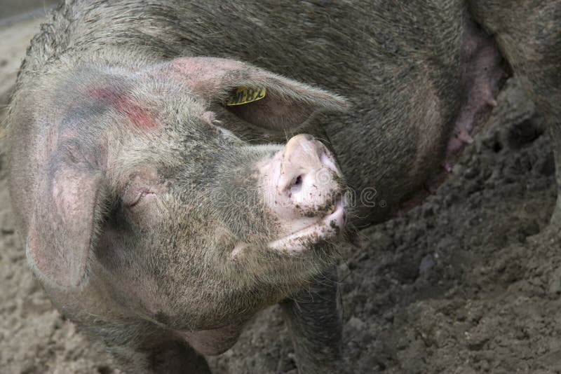 Dutch pig stock photo. Image of mammal, farm, dutch, snout - 28259484