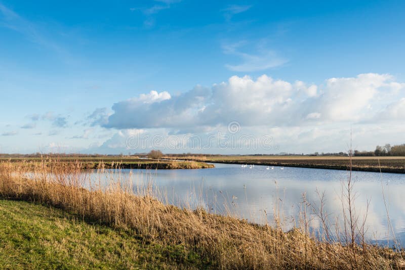 Dutch polder landscape stock image. Image of outdoor - 50078625