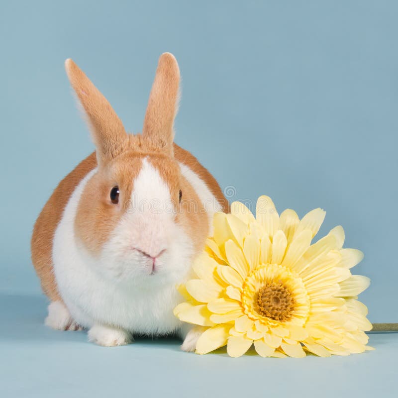 445 Dutch Rabbit Photos - Free & Royalty-Free Stock Photos from Dreamstime