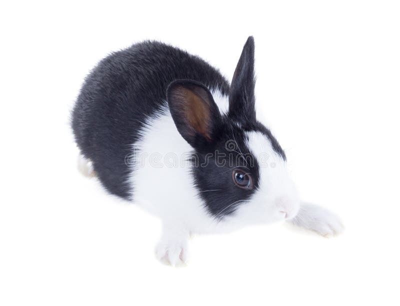 The Hollander Rabbit. Isolated on White Background Stock Image - Image ...