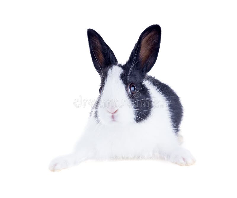 The Hollander Rabbit. Isolated on White Background Stock Image - Image ...