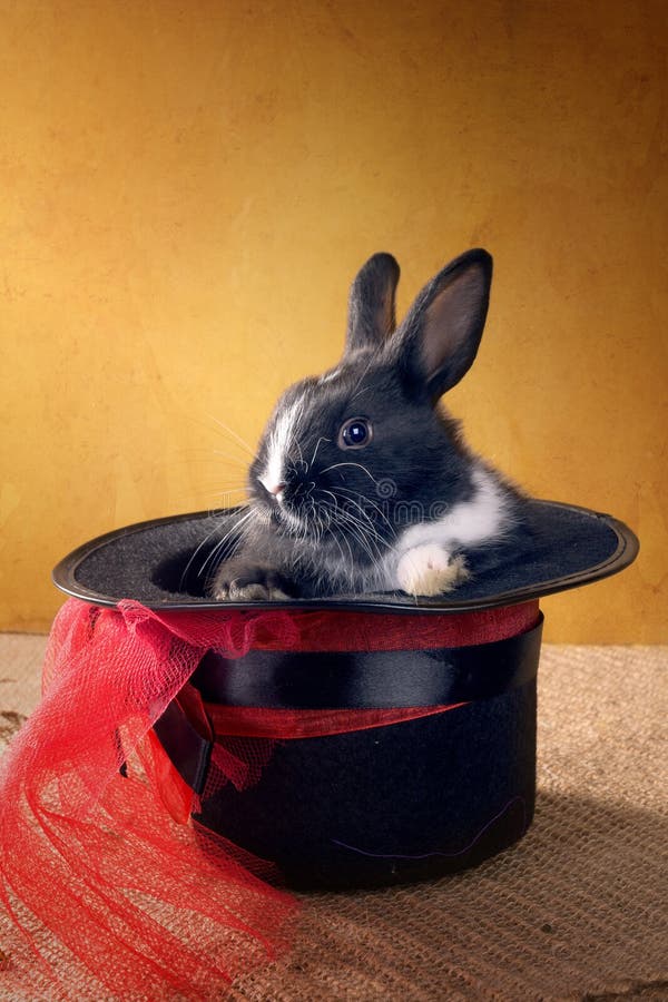 Dutch Rabbit Dwarf in Magical Black Hat Stock Image - Image of magical ...