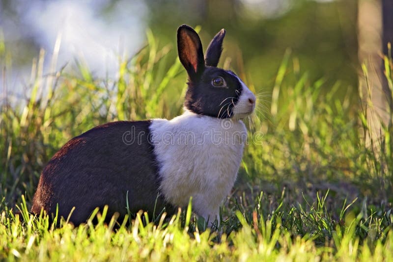 Dutch Rabbit stock photo. Image of nature, england, rabbit - 10509070
