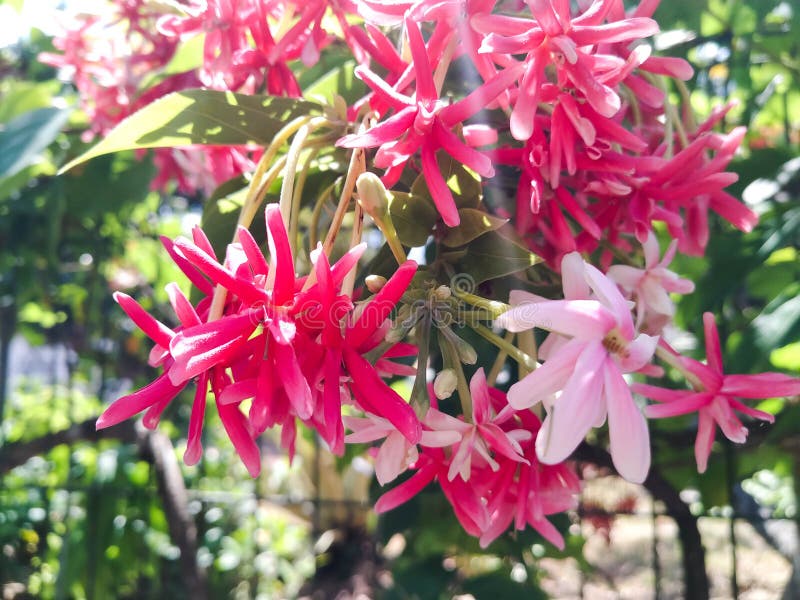 Dutch Red Jasmine stock photo. Image of pink, color - 335625870