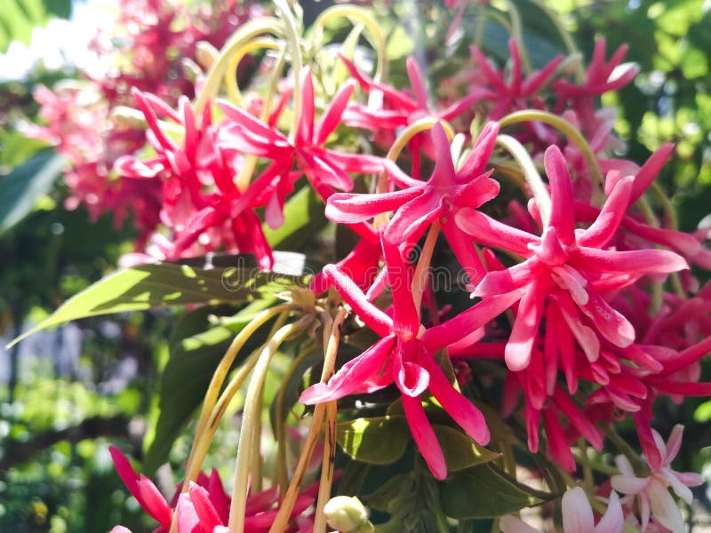 Dutch Red Jasmine stock image. Image of flower, growth - 335626013