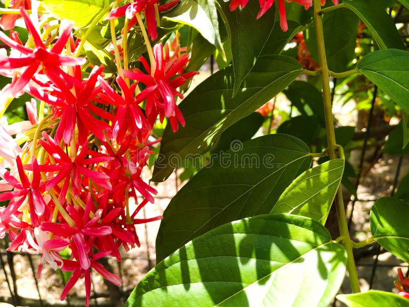 Dutch Red Jasmine stock photo. Image of spring, blur - 335626942