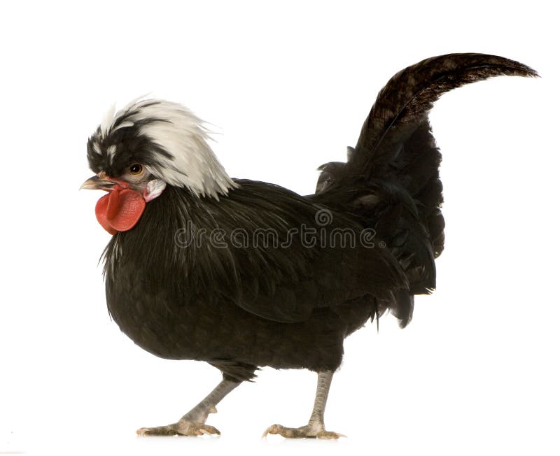 Crested Black Dutch Rooster Stock Image - Image of domesticated ...