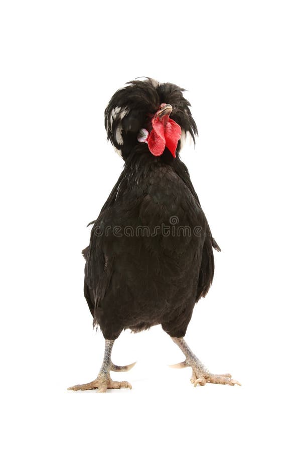 Dutch rooster stock image. Image of isolated, decorative - 8888063