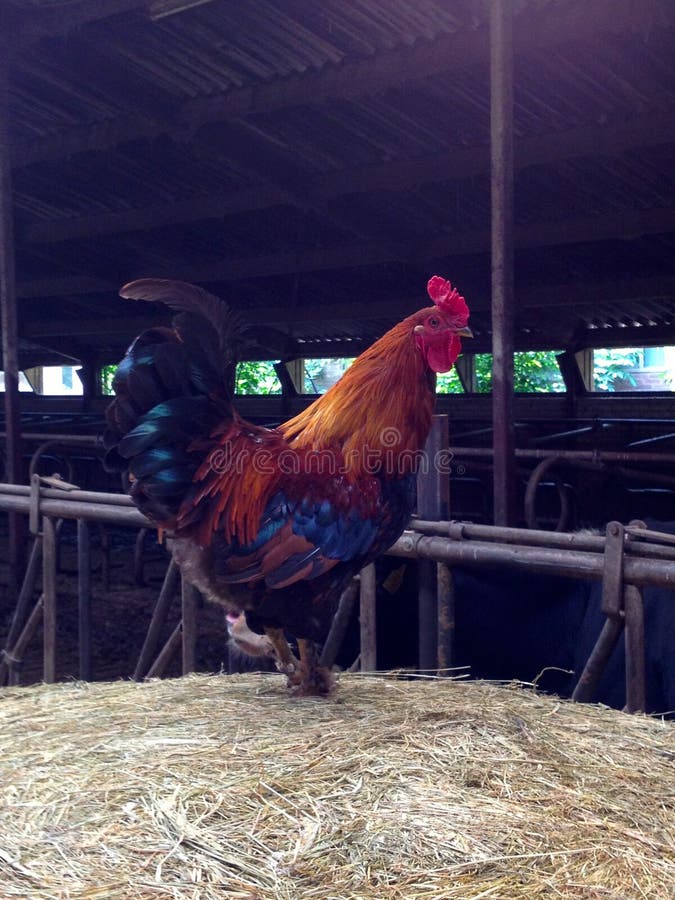 Rooster and Hen on Bale of Hay Stock Photo - Image of fence, perch ...