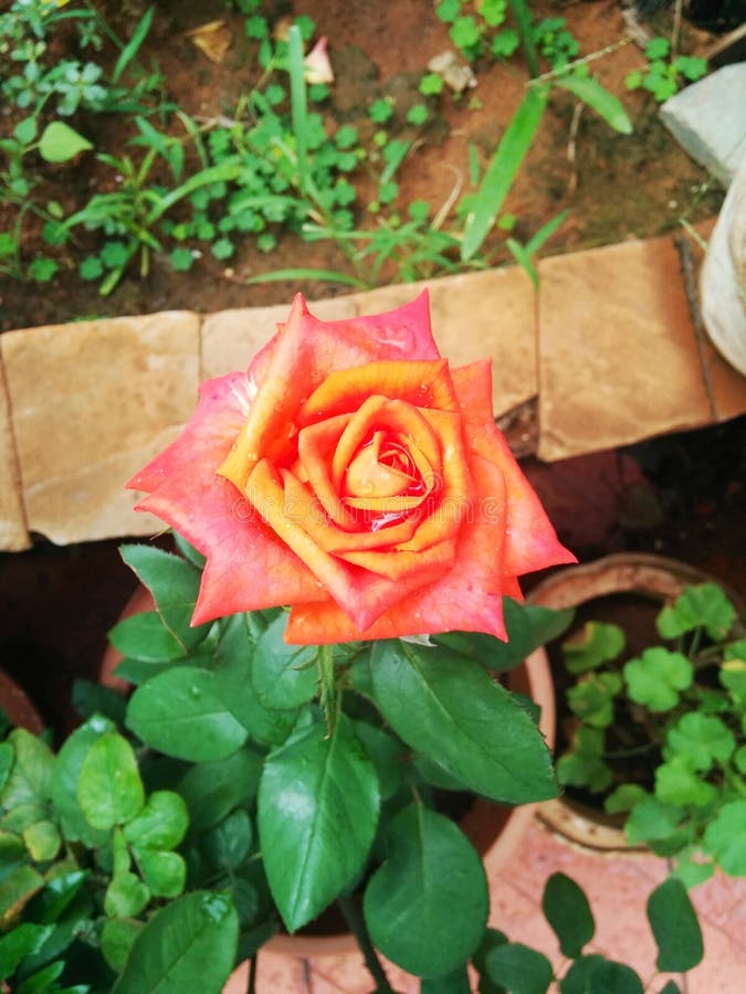 Dutch Rose stock photo. Image of dutch, rose, rare, green - 50822162